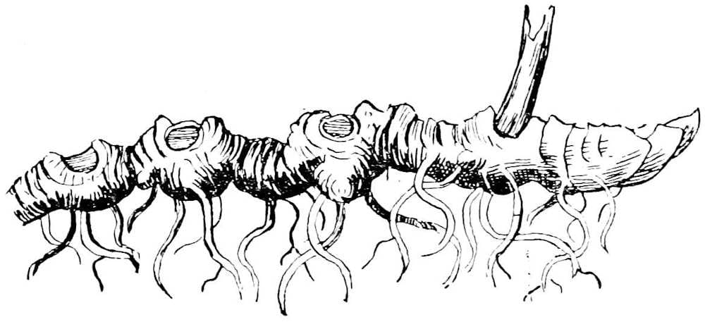 underground stem examples names