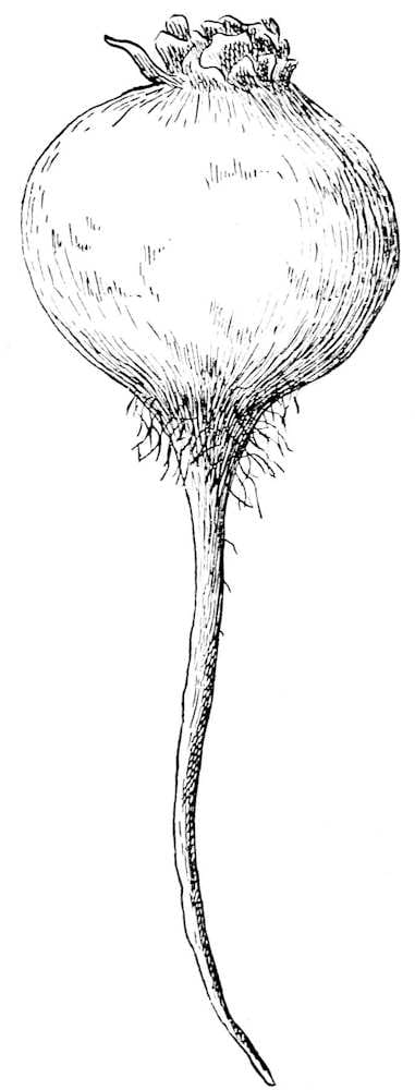 underground stem two examples