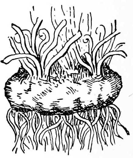 underground stem examples