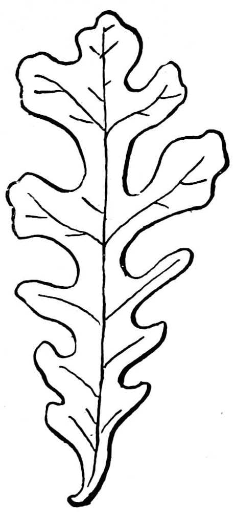 oak leaf shape outline