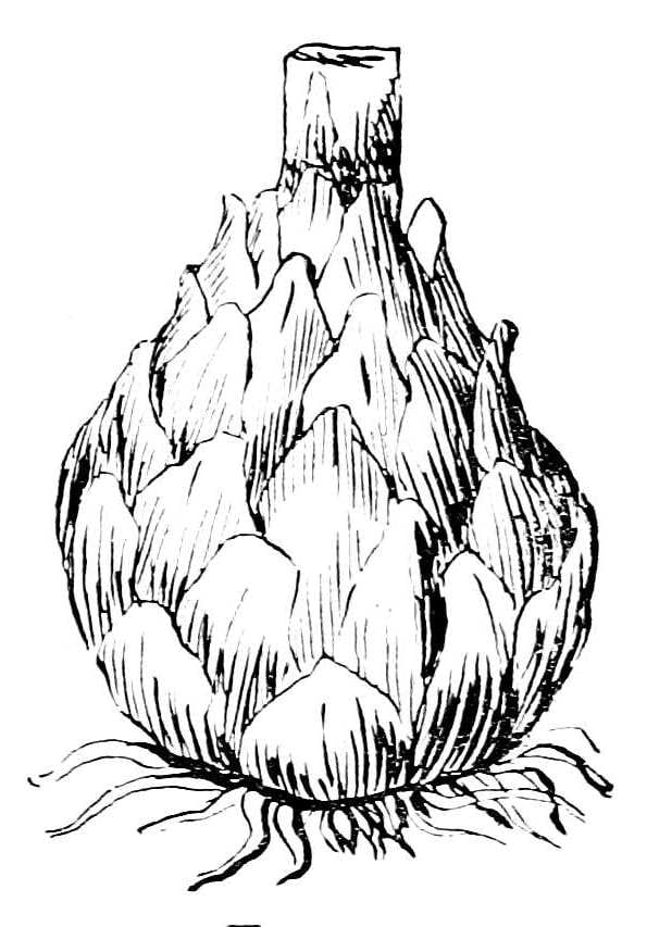 corm stem drawing