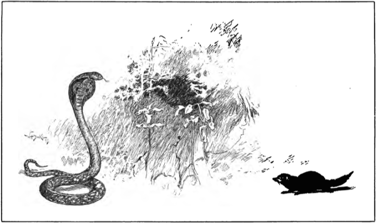 Rikki-Tikki-Tavi by Rudyard Kipling – Read Free Online